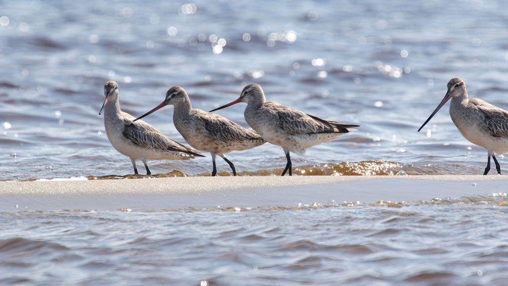Coasts and Marine | East Gippsland Regional Catchment Strategy
